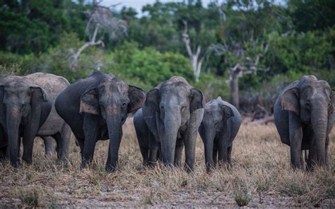 Herd Of Elephants On Green Grass Macbook Air Wallpaper Download