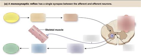 Monosynaptic Reflex Diagram Quizlet