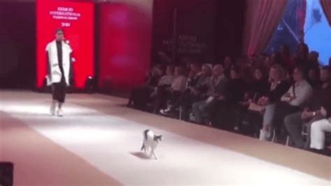 Gato se metió en un desfile de moda y se robó todo el show
