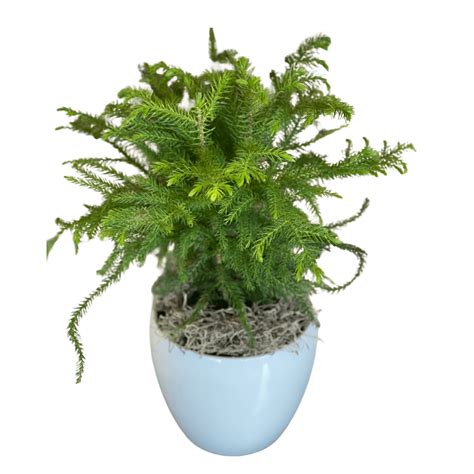 Norfolk Pine In White Pot Flowers Talk Tivoli