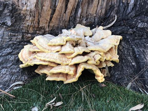 What Is This A Mushroom R Whatisthismushroom