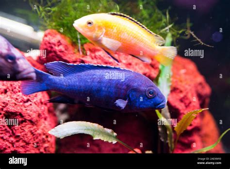 Ruby Green Haplochromis Cichlid Regular
