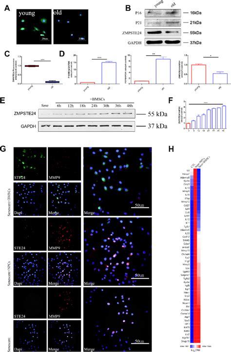 3d Bmscs Coculture Activates Zmpste24 Signaling A C Download