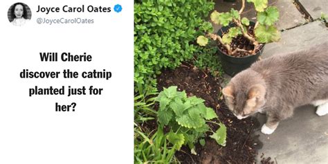 Cat Owners Are Planting Catnip Gardens And The Results Are Just What