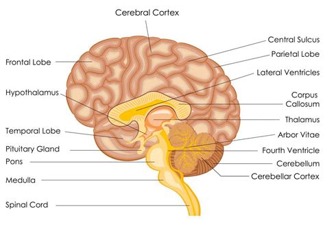 What Is The Interpeduncular Fossa With Pictures