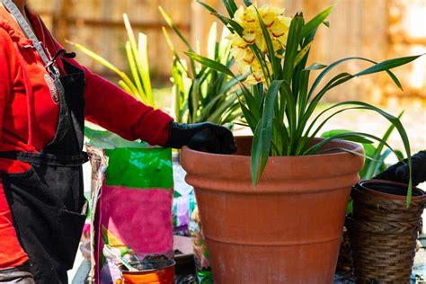 When To Repot And Transplant An Orchid All You Ever Need To Know