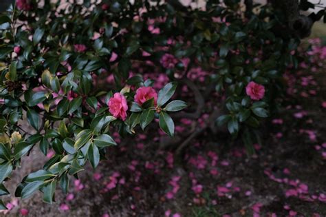 赤と緑fujifilm X Pro3 Xf23mmf14｜yuta録