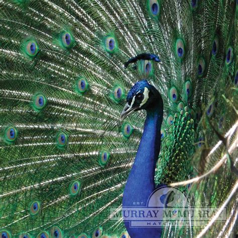 Blue Peacocks