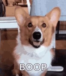 Nose Boop S Tenor