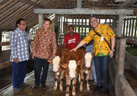 Berkat Upsus Siwab Sapi Milik Peternak Di Sleman Lahir Kembar 3