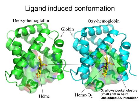 Ppt Allosteric Signaling Powerpoint Presentation Free Download Id