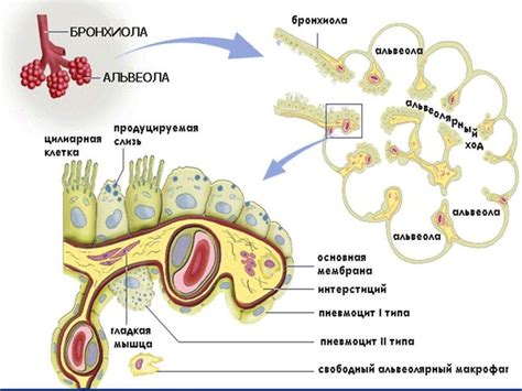 Респираторные нарушения у новорожденных - online presentation