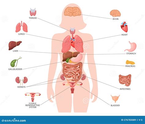 Concetto Di Anatomia Umana Manifesto Infografico Con Gli Organi