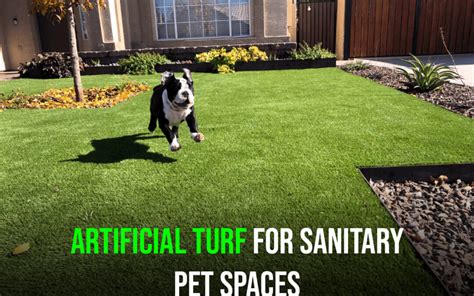 Artificial Turf Installation In Phoenix Az For Sanitary Pet Spaces