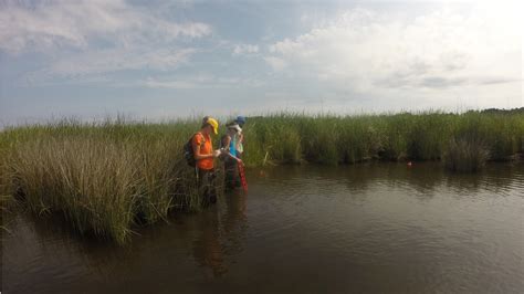 Invasive And Native Marsh Grasses May Provide Similar Benefits To
