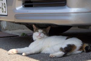 ぼ僕は犬ですから 一日一猫