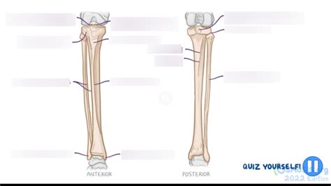Fibula And Tibia Labelled Diagram Quizlet