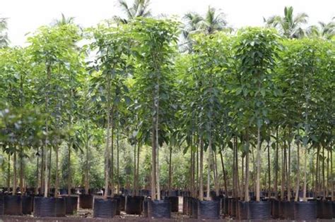 Tabebuia Rosea Tree At ₹ 95 Piece In Rajahmundry Id 2852081662162