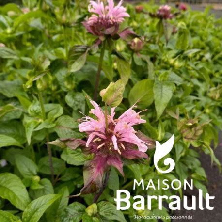 Monarda 'Croftway Pink'