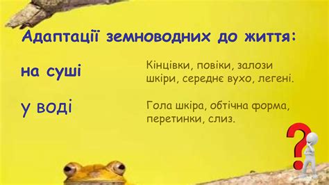 Клас Земноводні Загальна характеристика Pptx