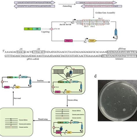 Pdf Development And Application Of A Rapid All In One Plasmid Crispr