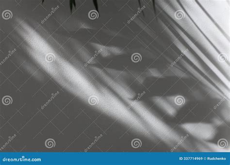 Palm Leaf And Soft Focus Gray Grain Texture Black And White Refraction