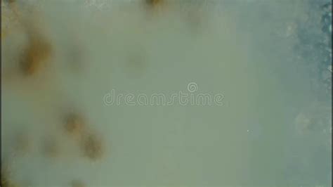 Exploring The Mysteries Of Microscopic Life In Fluid Motion Stock Video