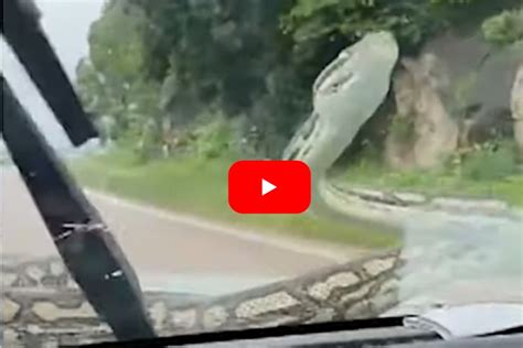 Python On Car Windshield Prompts Hilarious Reaction From Australian