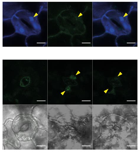 Pif3 Localizes In The Nucleus Of Guard Cells At The End Of The Night