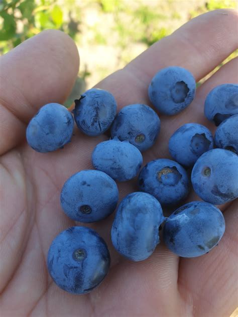 Noma Blueberry From Georgia ლურჯი მოცვი საქართველოდან Added A New