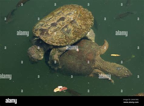 Snapping Turtles Chelydra Serpentina Male Attempting To Mate With Female And Bluegills