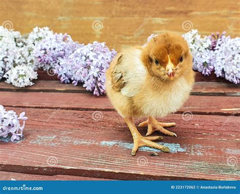 Linda Pollita De Pollo Amarilla De Dos Semanas De Edad Y Flor De Lila