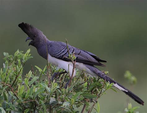 Their Long Broadly Banded Tail And Towering Crest Make Them Extremely