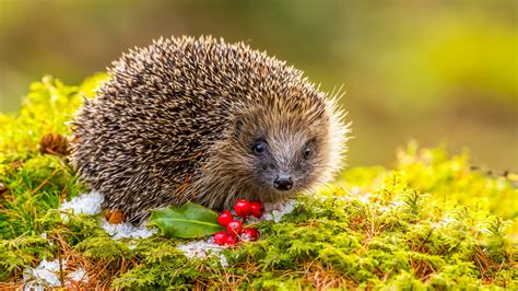 Wie kommen Igel am besten über den Winter Weather