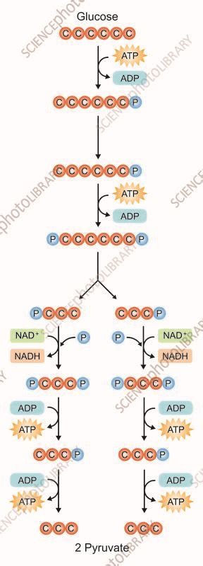 Glycolysis Illustration Stock Image F0419888 Science Photo Library