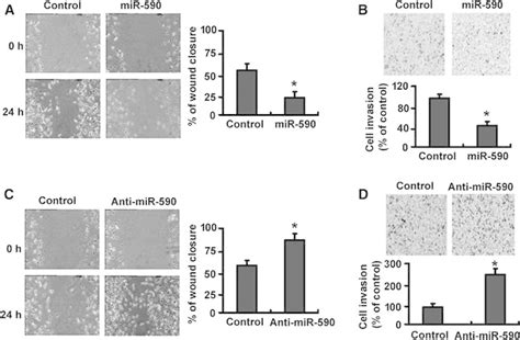 R 590 Inhibits Nsclc Cell Migration And Invasion In Vitro A B
