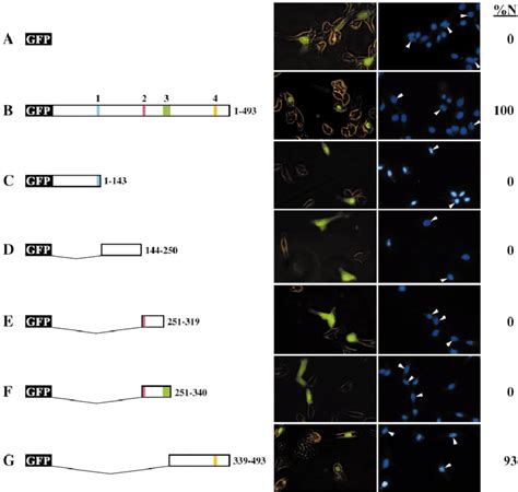 Nuclear Localization Of Gfp Er1 Fusion Proteins Gfp Er1 Fusion Download Scientific Diagram