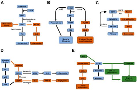Ijms Free Full Text The Roles Of Ccn1cyr61 In Pulmonary Diseases