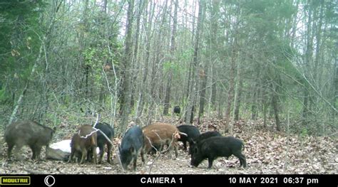 Project Helps Reduce Missouri Feral Hog Population By 65 Morning Ag