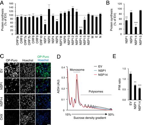 Translational Shutdown And Evasion Of The Innate Immune Response By Sars Cov 2 Nsp14 Protein Pmc