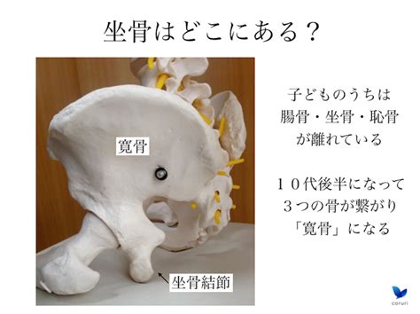 ご感想講座の坐骨の話を思い出すから今日から絶対座り方変わります バレエヨガインストラクター三科絵理のブログ