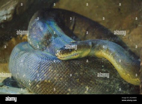 Python s Eye reticulatus sieht beängstigend aus und ist längste