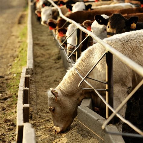 Managing Dust In Beef Feedlots Canadian Cattlemen