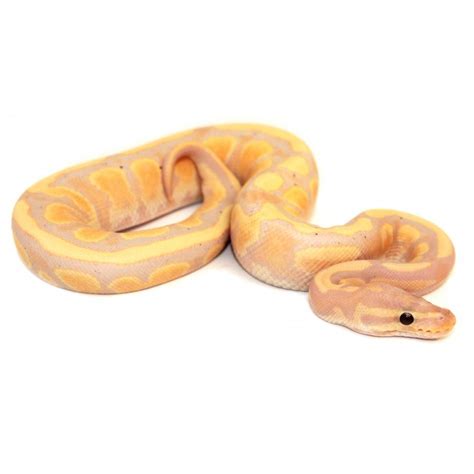 Python Regius Banana Fire Python Royal