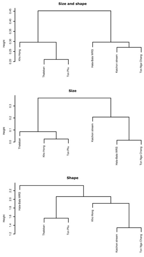 Clustering Of Populations Based On Size And Shape Size And Shape Download Scientific Diagram