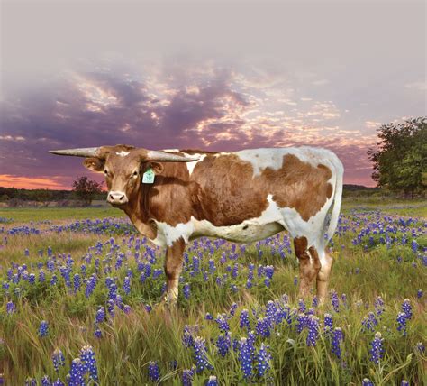 Glr Sittin On A Cracker Hired Hand Live