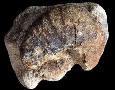 Scaphites Reesidei Jsd Fossiles
