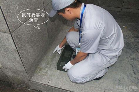 保定老鼠防治