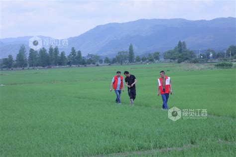 江西泰和：农技特派员送“技”下乡 视觉江西 大江网首页