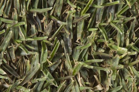 NC State Turf Pathology Pythium Blight Of Bermudagrass Putting Greens